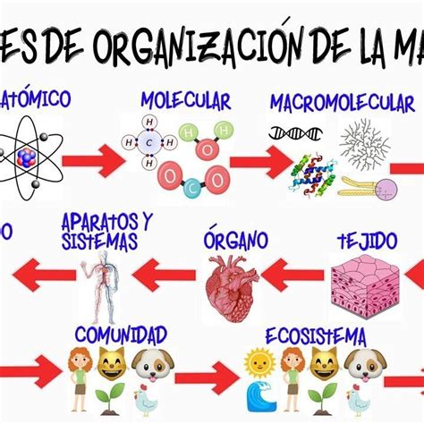 Unidad Niveles De Organizaci N De La Materia Viva
