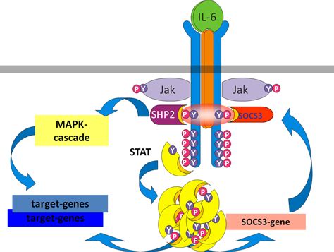 Jak Stat Pathway Cytokines The Jak Stat Pathway Is A Principal