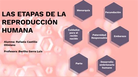 Doblez Desagradable Joven Cuales Son Las Etapas De Reproduccion Humana
