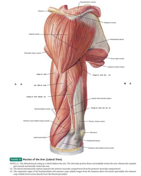 The Muscles Are Labeled In This Diagram