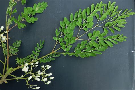 Moringa Oleifera Lam Colombian Plants Made Accessible