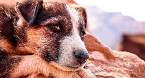 Cómo puedo adoptar una mascota por internet en Bogotá
