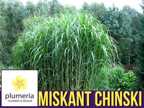 Miskant Olbrzymi Sadzonka Niska Cena Plumeria Pl