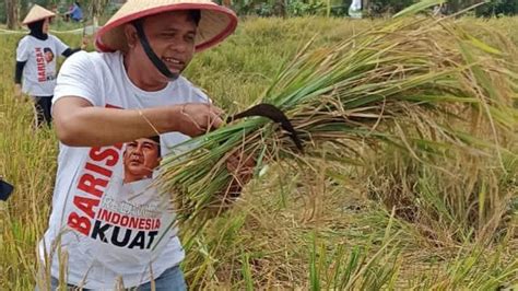 Barisan Relawan Indonesia Kuat Gelar Panen Raya Padi Di Subang Jawa
