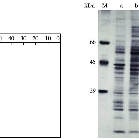 The Dendrogram Generated By Using Upgma Analysis Showing The