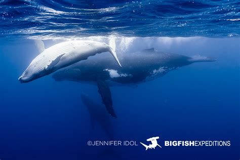 Humpback Whale Snorkeling Big Fish Expeditions