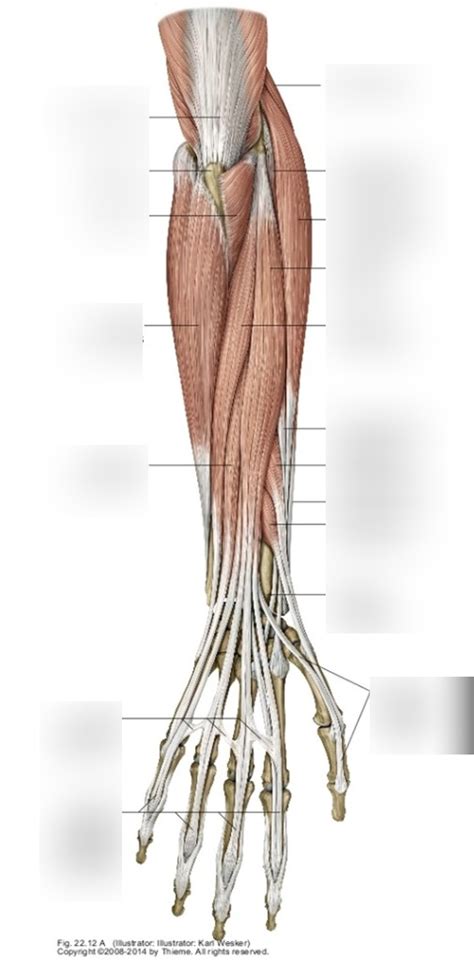 Posterior Forearm Muscles Diagram Quizlet