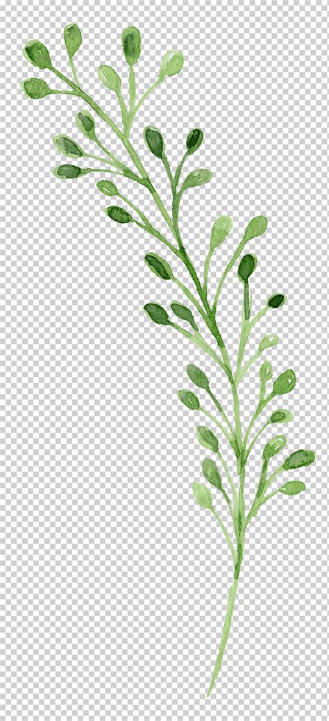 Acuarela Verde Acuarela Flores Planta Verde Pintura Hojas De