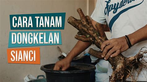Cara Tanam Dongkelan Bahan Bonsai Sianci YouTube