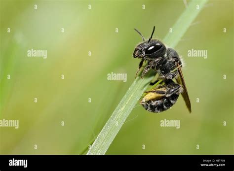 Blue Mason Bee Osmia Caerulescens Female At Rest Northern Vosges
