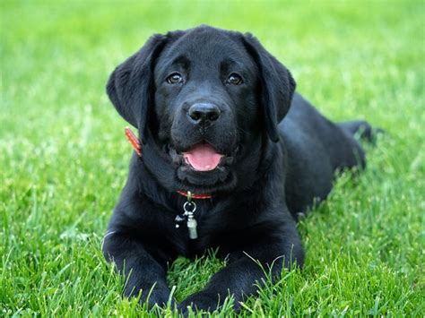 Nomes para cachorro preto 200 opções pro seu pet Petlove