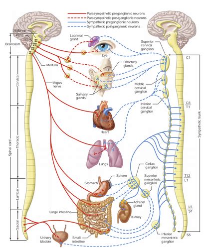 The Autonomic Nervous System ANS Flashcards Quizlet
