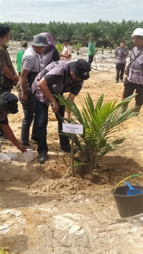 PTPN IV Kebun Pulau Raja Tanam Perdana Kelapa Sawit Seluas 90 Ha Di
