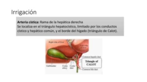 SOLUTION Anatom A Y Fisiolog A De V As Biliares Studypool