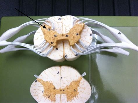 Spinal Cord Cross Section W Nerve Origins Flashcards Quizlet
