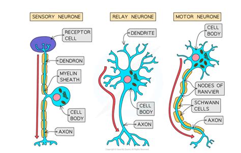 Neurons And Synaptic Transmission Diagram Quizlet