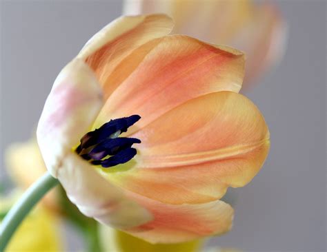 Tulpe Blume Natur Kostenloses Foto Auf Pixabay