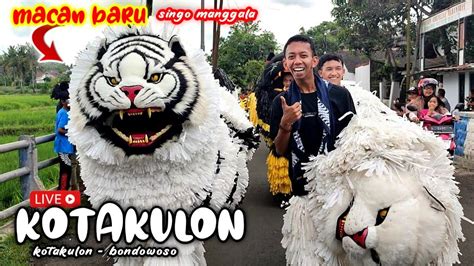 Full New Maong Remas Dan Singo Manggala Tampil Di Kotakulon Drumband