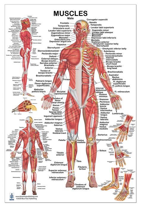 Muscular System Anatomical Poster Laminated Muscle Anatomy Chart Double