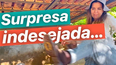 Ser Que Aguento Isso Rotina Pesada Algo Terr Vel No Chiqueiro