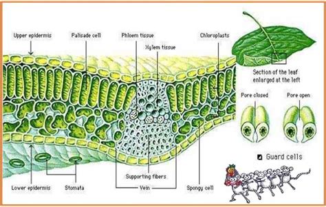 Jaringan Epidermis Pada Tumbuhan Homecare24