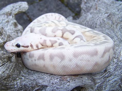 Sterling Bee Morph List World Of Ball Pythons Ball Python Pet