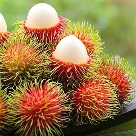 1 000 FRESH SEEDS Nephelium Lappaceum Indonesian Red Rambutan Rambutan