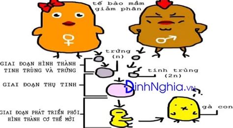 Sinh sản hữu tính là gì Tìm hiểu về quá trình sinh sản hữu tính ở động