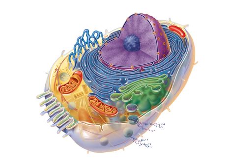 Cell Diagram Quizlet