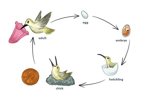 Life Cycle Of Birds Including Migration
