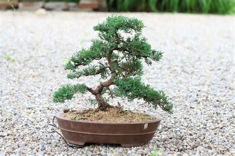 Care And Growing Guide For Juniper Bonsai Extend Its Life