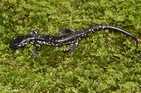 Cumberland Plateau Salamander Alchetron The Free Social Encyclopedia