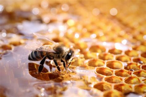 Cómo las abejas hacen la miel Grandes Medios