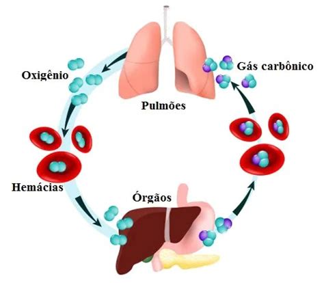 Listas 61 Diferença Do Sangue Venoso E Arterial Gratis