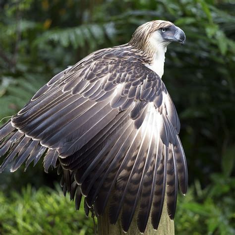 Philippine Eagle WildArk