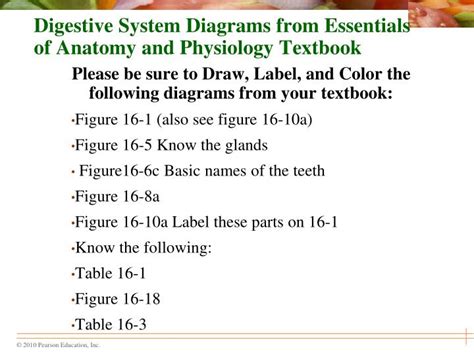 PPT Digestive System Diagrams From Essentials Of Anatomy And