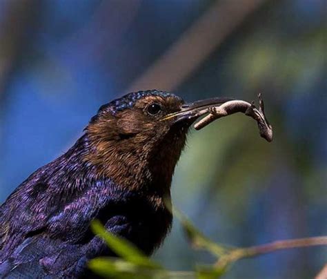 S A Birding Photography Birding South Africa