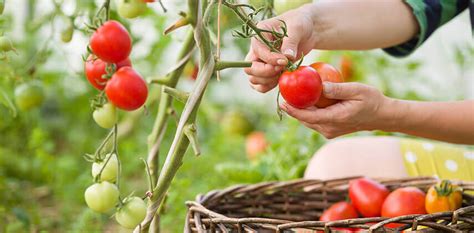 10 Tips For Growing Great Tomatoes Great Yards