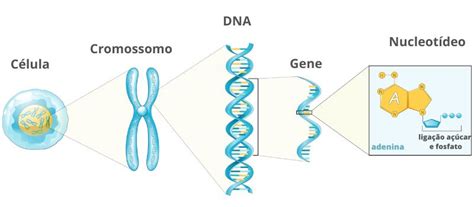 Cromossomos homólogos o que são Biologia Net