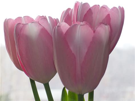 Tulipany Tulipan Kwiaty Darmowe Zdj Cie Na Pixabay Pixabay