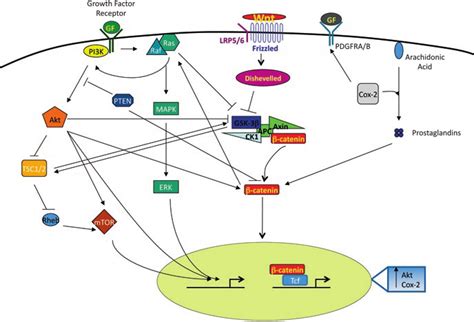3 The PI3K Akt And Ras MAPK Pathways Crosstalk With Wnt Signaling In