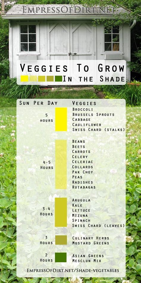 25 Vegetables You Can Grow In Shade Veg Garden Food Garden Lawn And