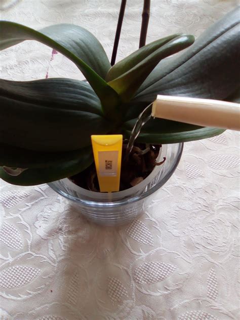 SOS Orchidées Comment arroser une orchidée