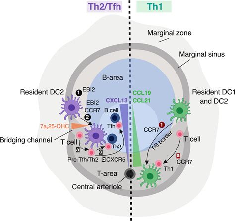 Compartmentalization Of Th1 Th2 And Tfhcell Responses In The