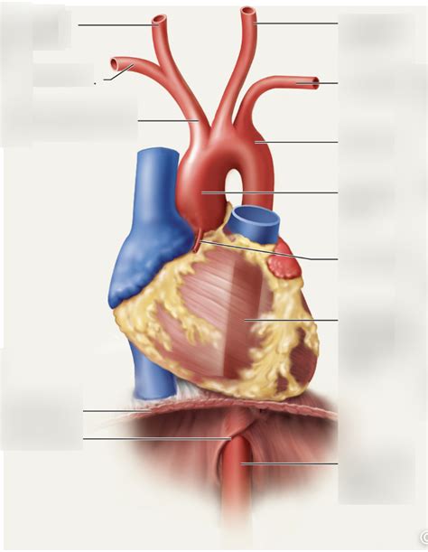 Thoracic Aorta Diagram Quizlet