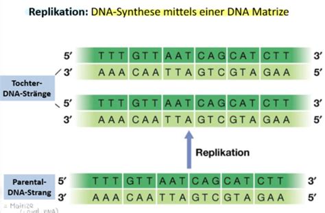 Dna Replikation Karteikarten Quizlet