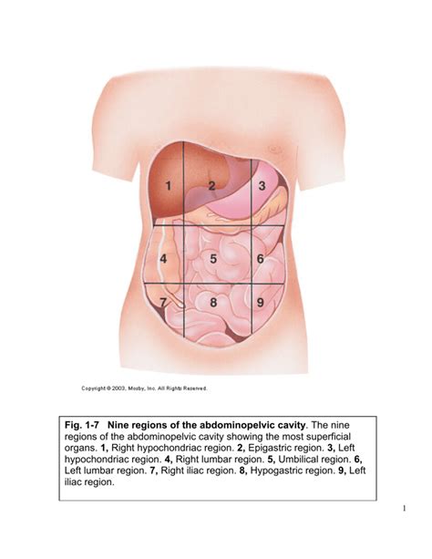 Fig 1 7 Nine Regions Of The Abdominopelvic Cavity The Nine