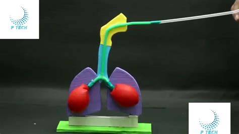 Make Human Respiratory System Model Best And Easy School Project For