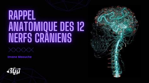 Sémiologie Rappel anatomique des 12 nerfs crâniens en 3D Par Imane