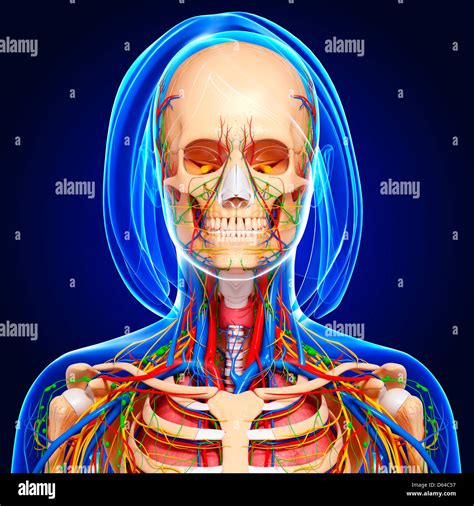 Female Anatomy Artwork Stock Photo Alamy